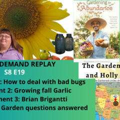 S8E19 dealing with bad bugs, Growing fall Garlic, Brian Brigantti - The ...
