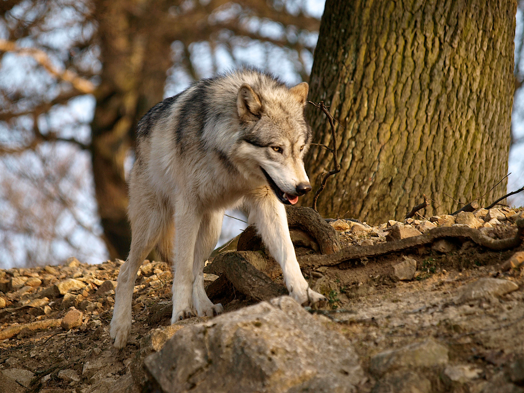 UN LOBO FEROZ_ | Padre Edward Broom, OMV (P.Escobita)