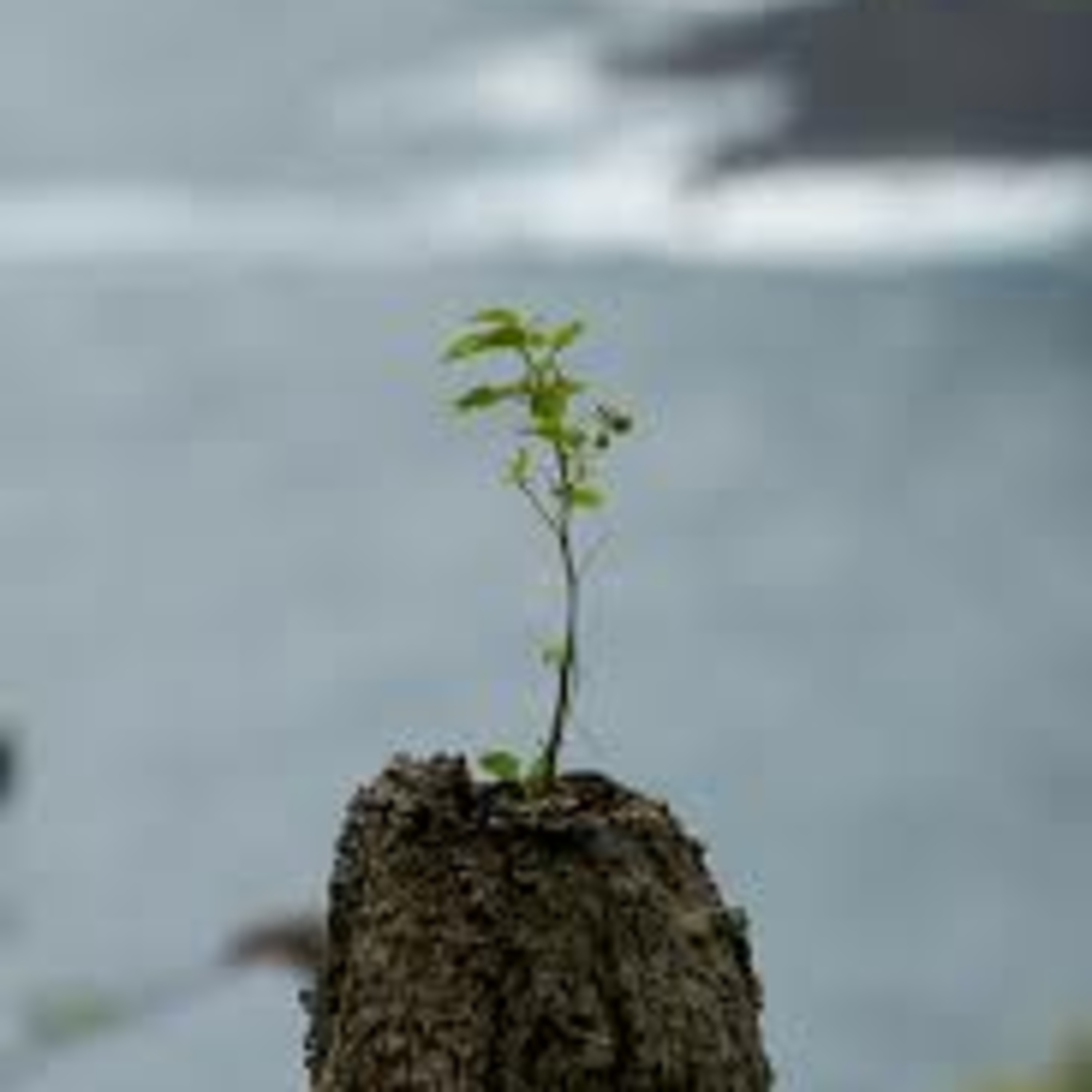 :20 Minute Scriptorian - TopPodcast.com