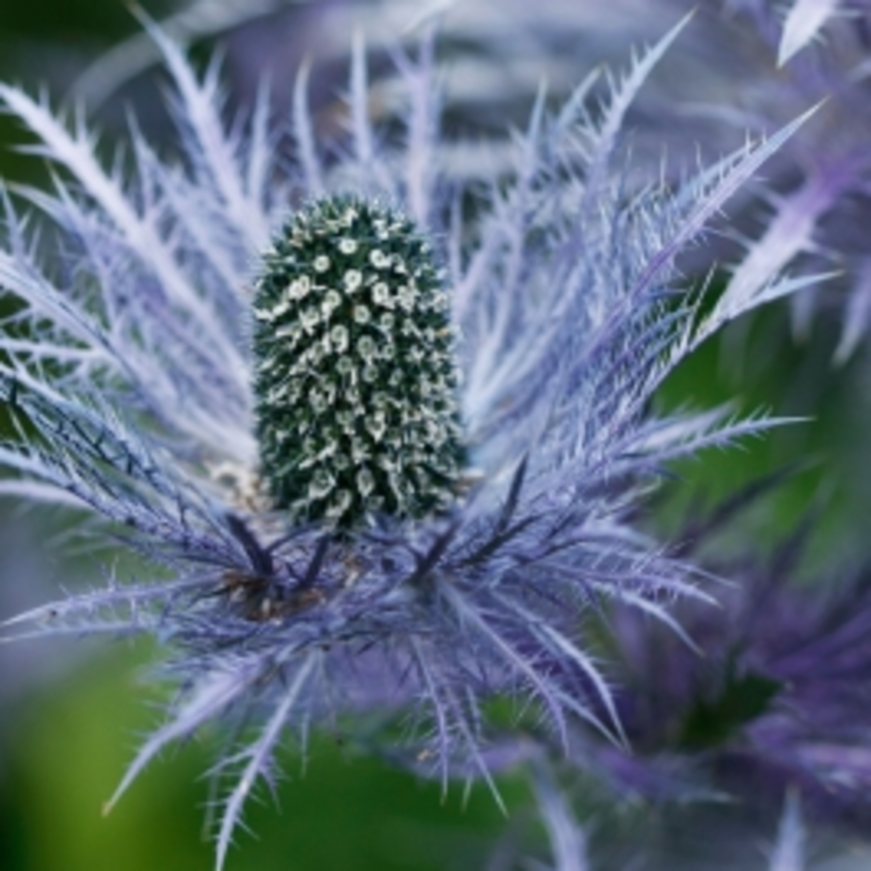 Herpes zoster & simplex: Part 2 - Understanding the Herpes Zoster virus ...