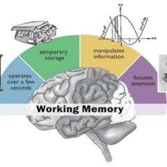 Working memory: central executive - VCE Psychology | Free Podcasts ...